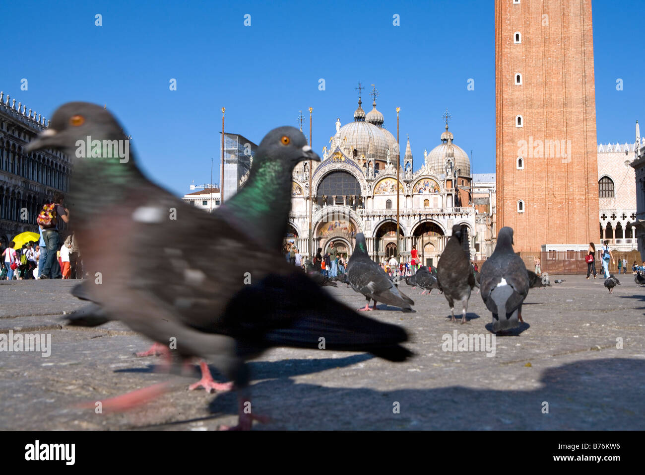 Pigeons, Saint Marks Square, Venice, Veneto, Italy Stock Photo - Alamy