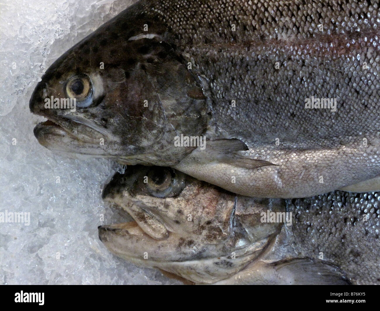 2 delicately colored coloured sea trout on ice in a fishmarket display ...