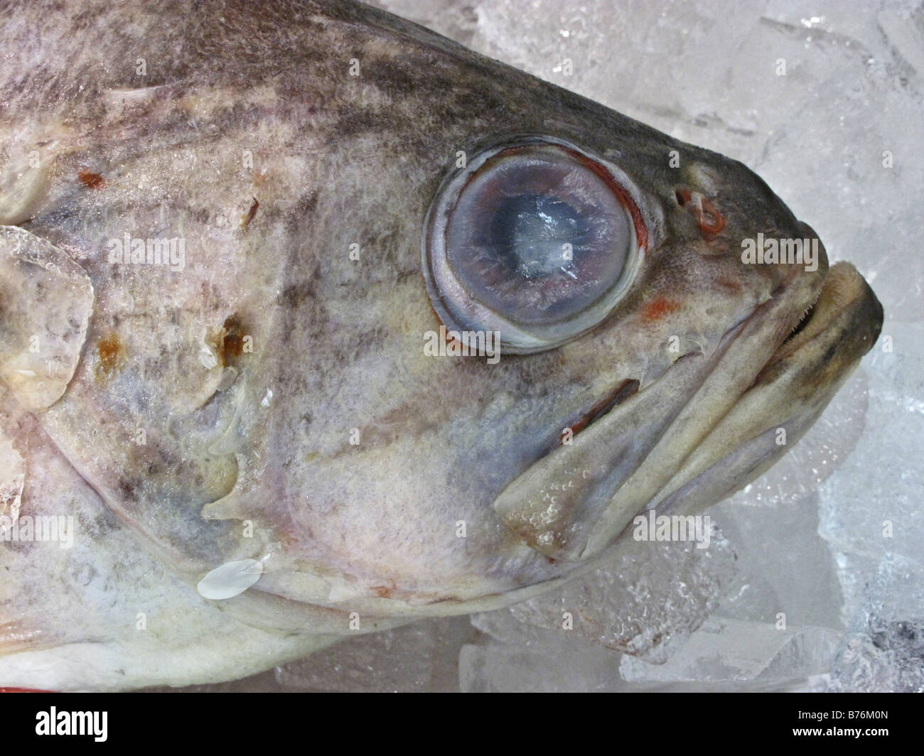Pacific rockfish hi-res stock photography and images - Alamy