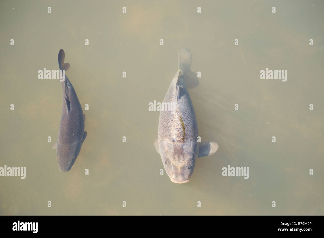 Large common carp cyprinus carpio hi-res stock photography and images ...