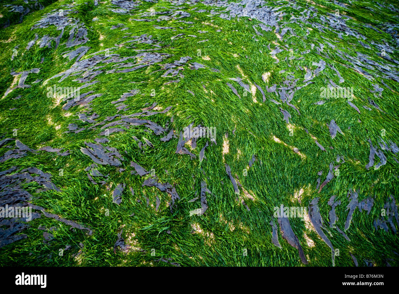 Seaweed on rocks hi-res stock photography and images - Alamy