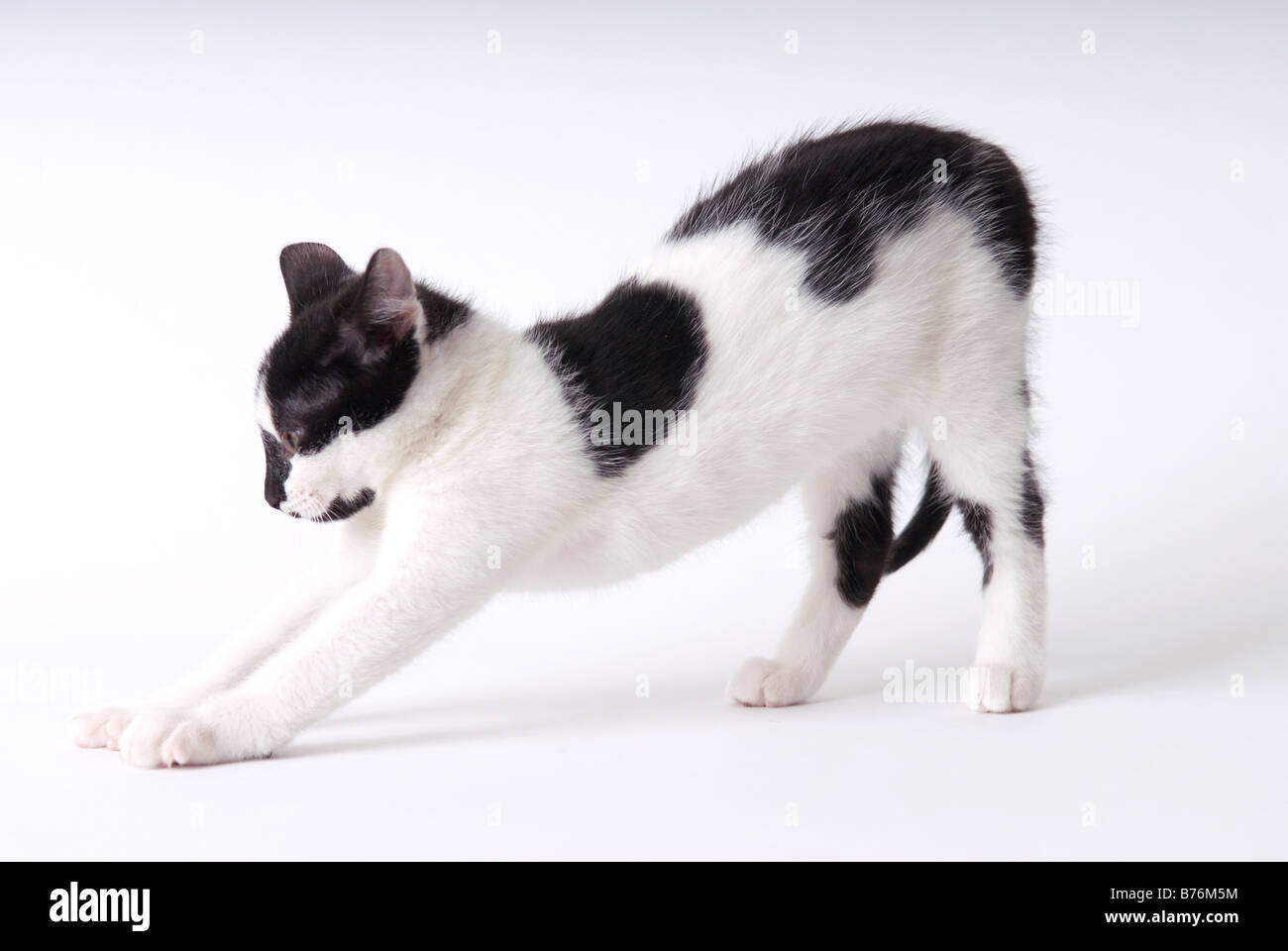 Images Of Cats Stretching Unwind, Stretch, And Meet Some Adorable