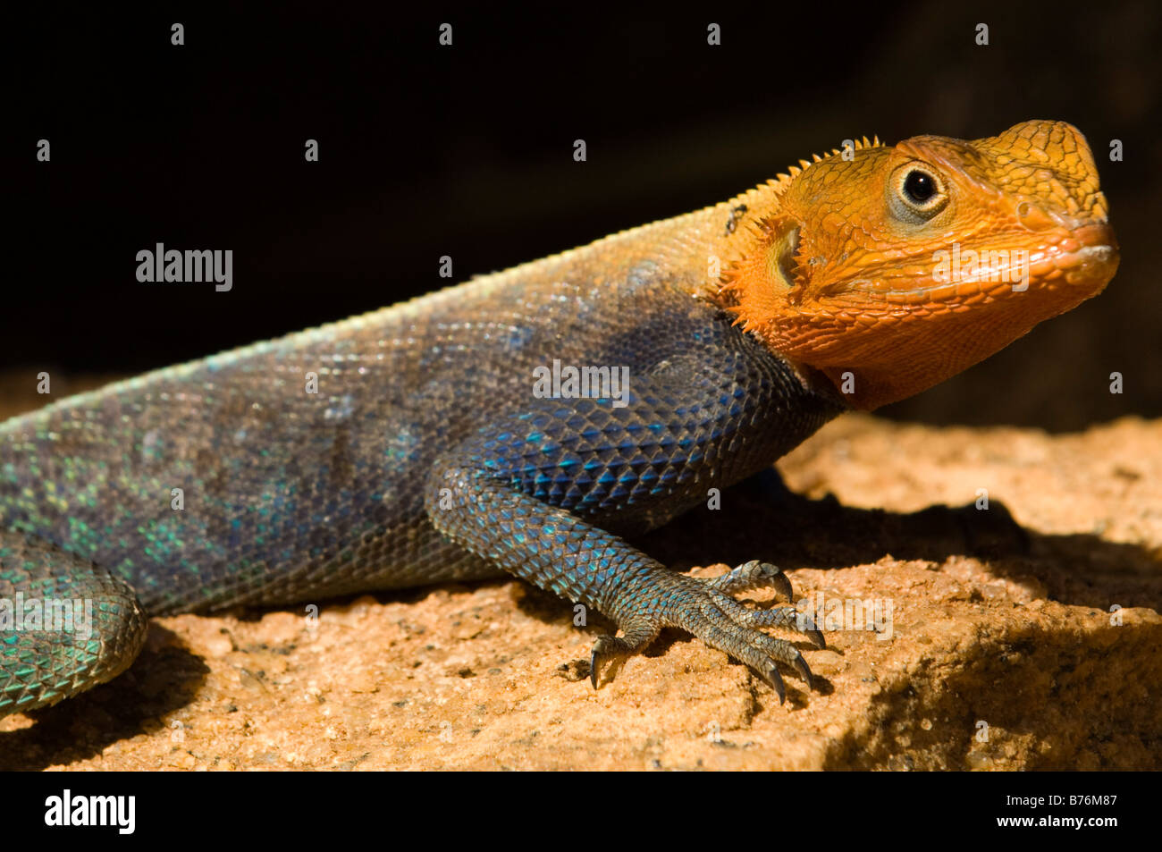 Lizard kenya hi-res stock photography and images - Alamy