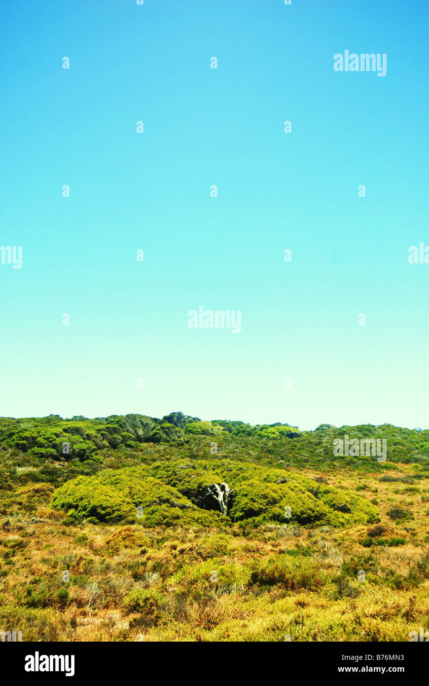A beautiful abnormal tree on rottnest island Stock Photo - Alamy