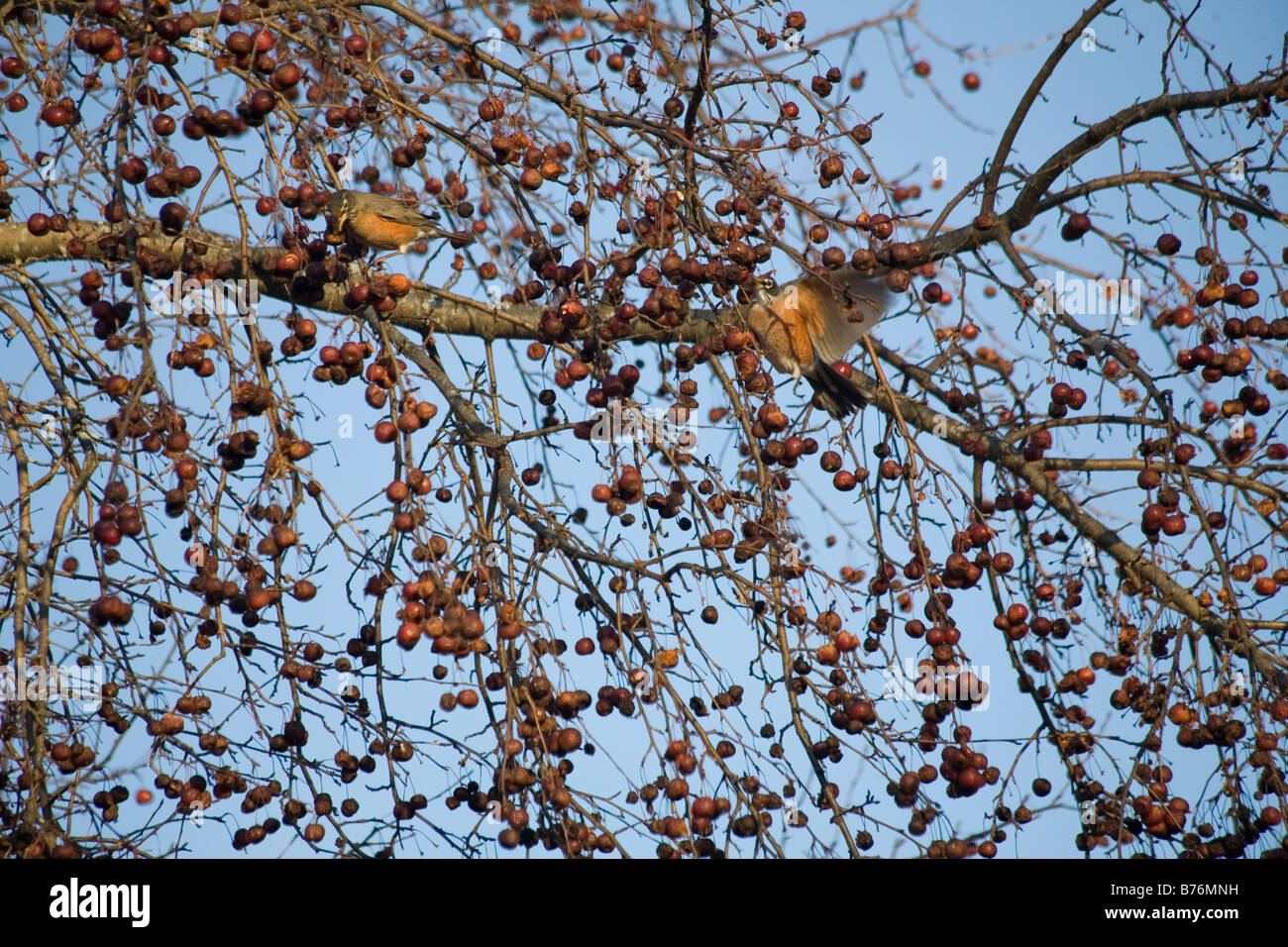 Robin in a crabapple tree hi-res stock photography and images - Alamy