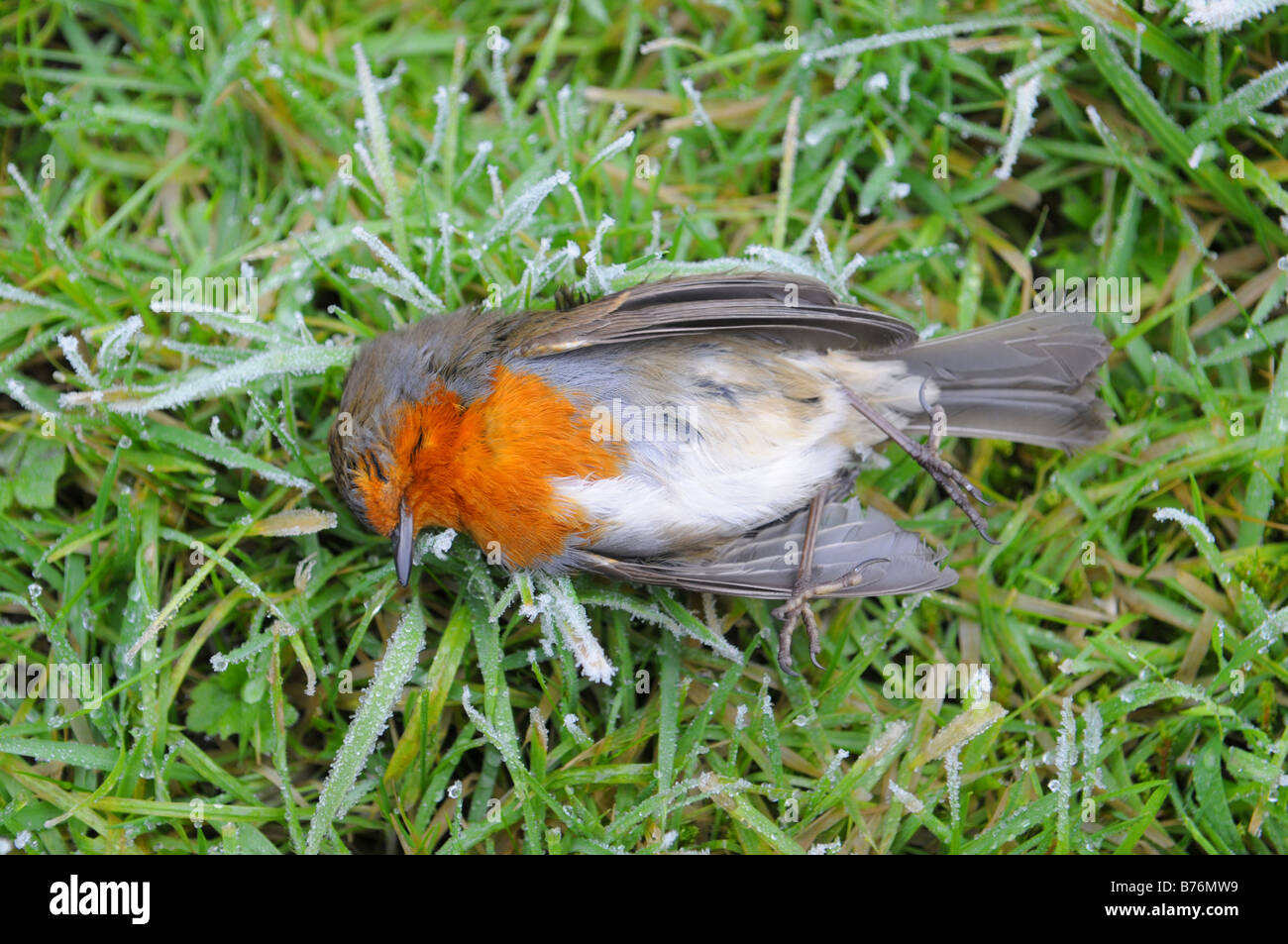 Dead robin hi-res stock photography and images - Alamy