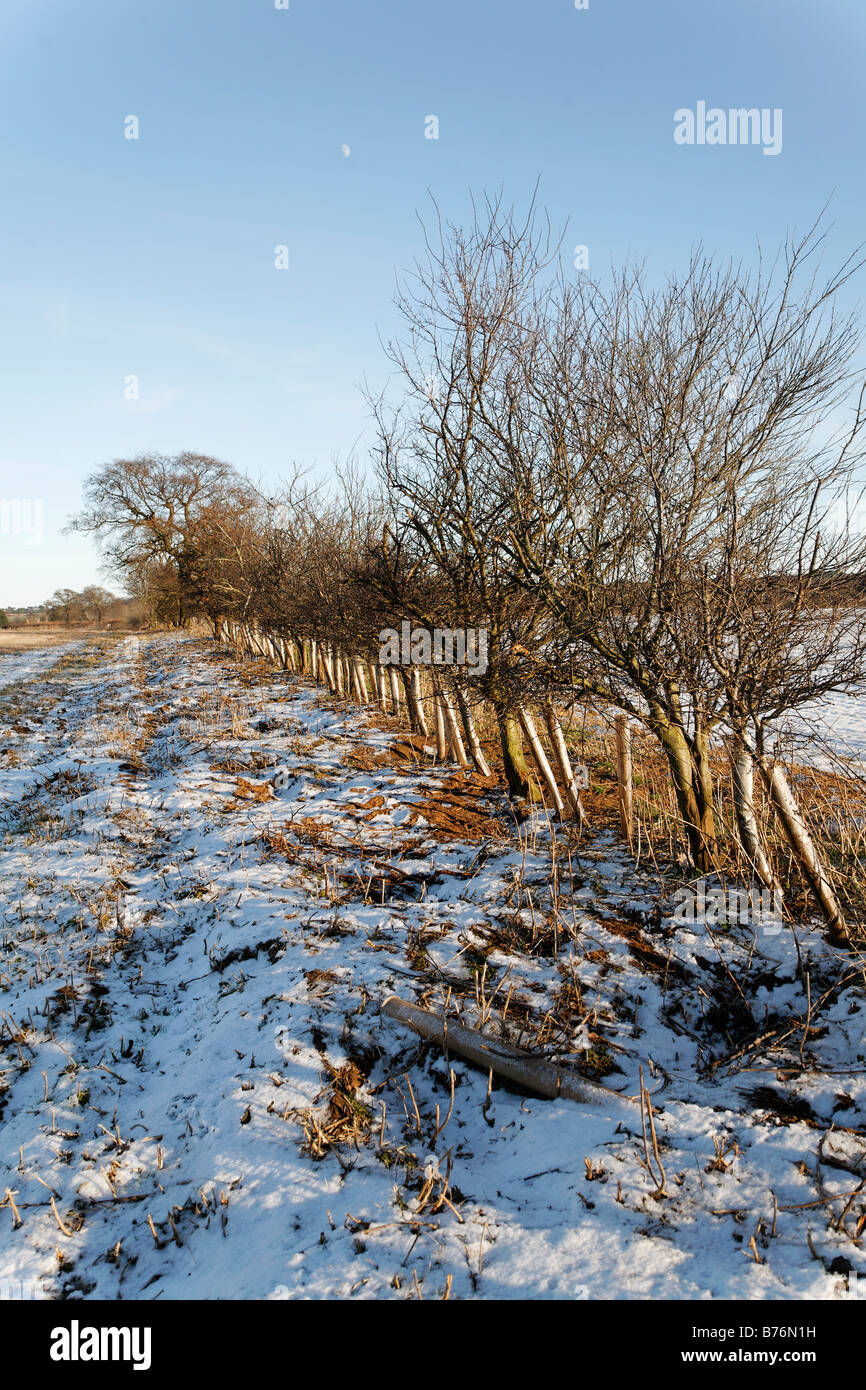 Winter landscape with hedgerow The Big Freeze January 2009 Sutton ...
