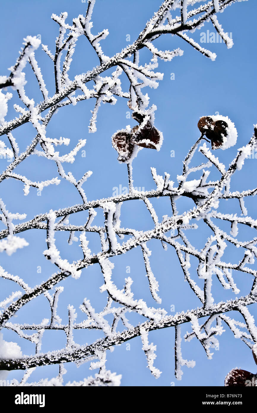 Twigs vertical hi-res stock photography and images - Alamy
