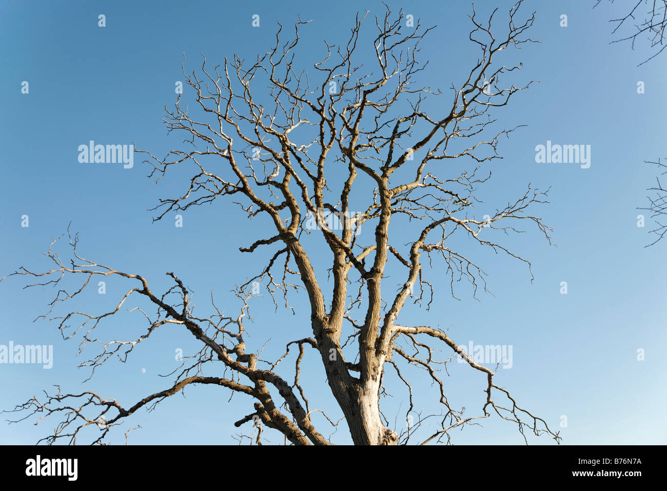 Snap branch hi-res stock photography and images - Alamy