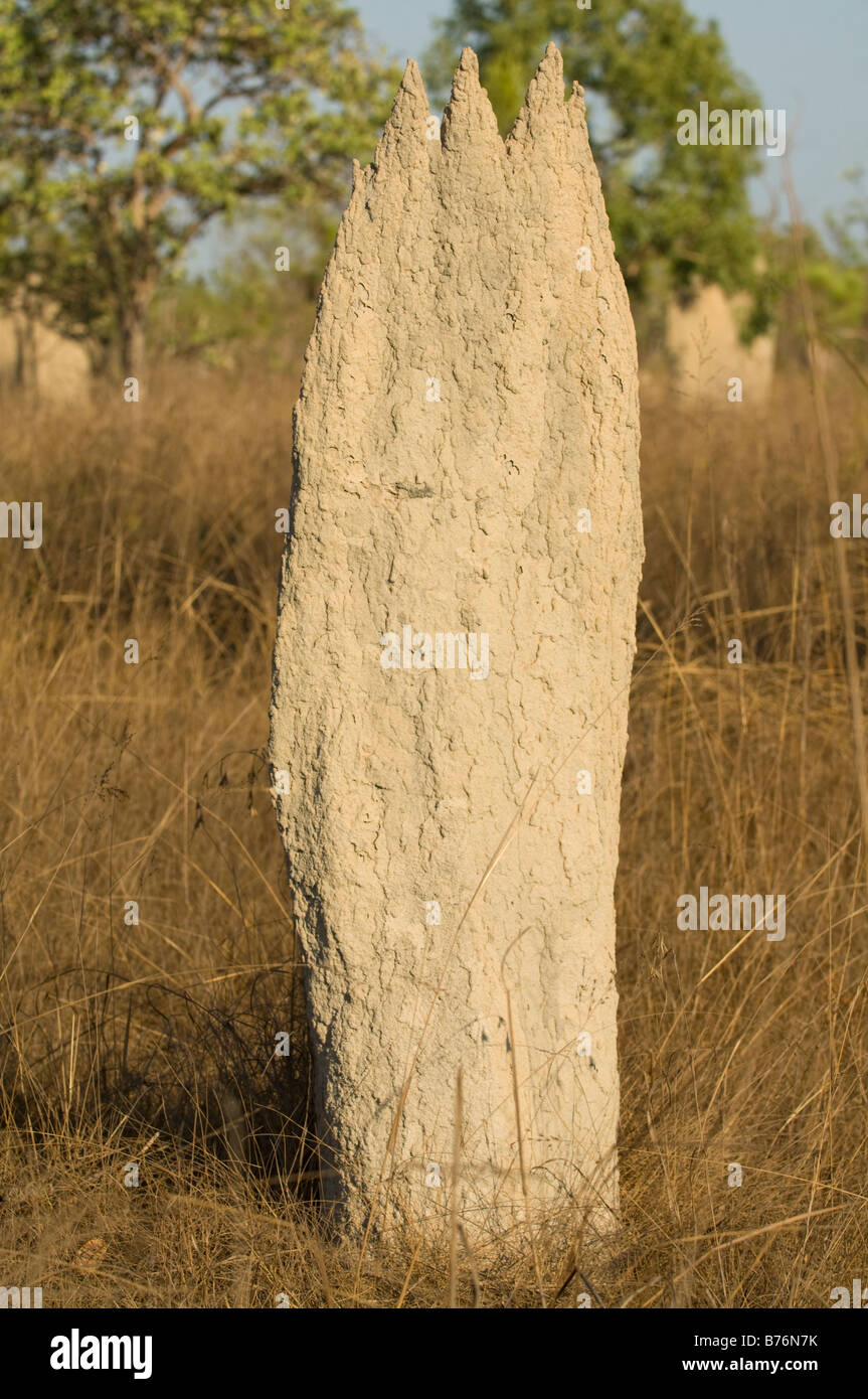 Magnetic termite (Amitermes meridionalis & A. laurensis) mounds North ...