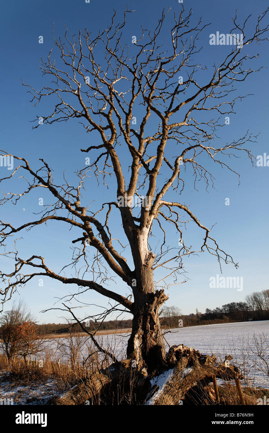 Dramatic branches of dead tree The Big Freeze January 2009 Sutton ...