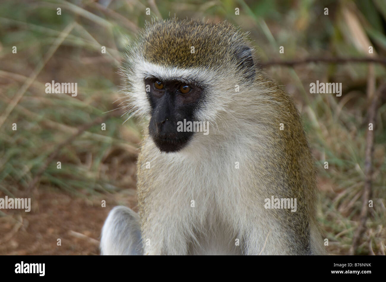 Velvet Monkey Meru National Park Kenya Stock Photo - Alamy