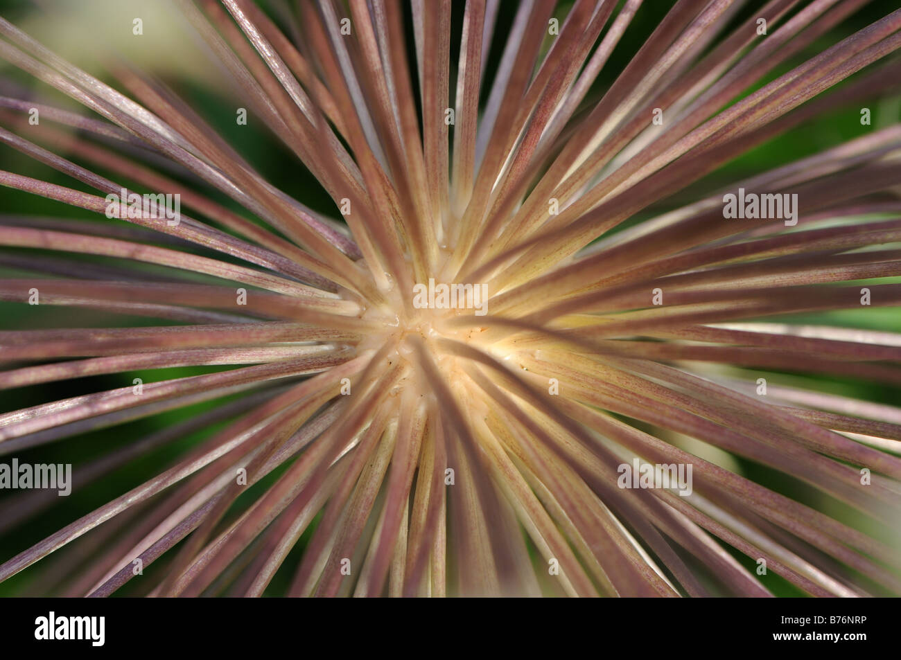 Allium christophii hi-res stock photography and images - Alamy
