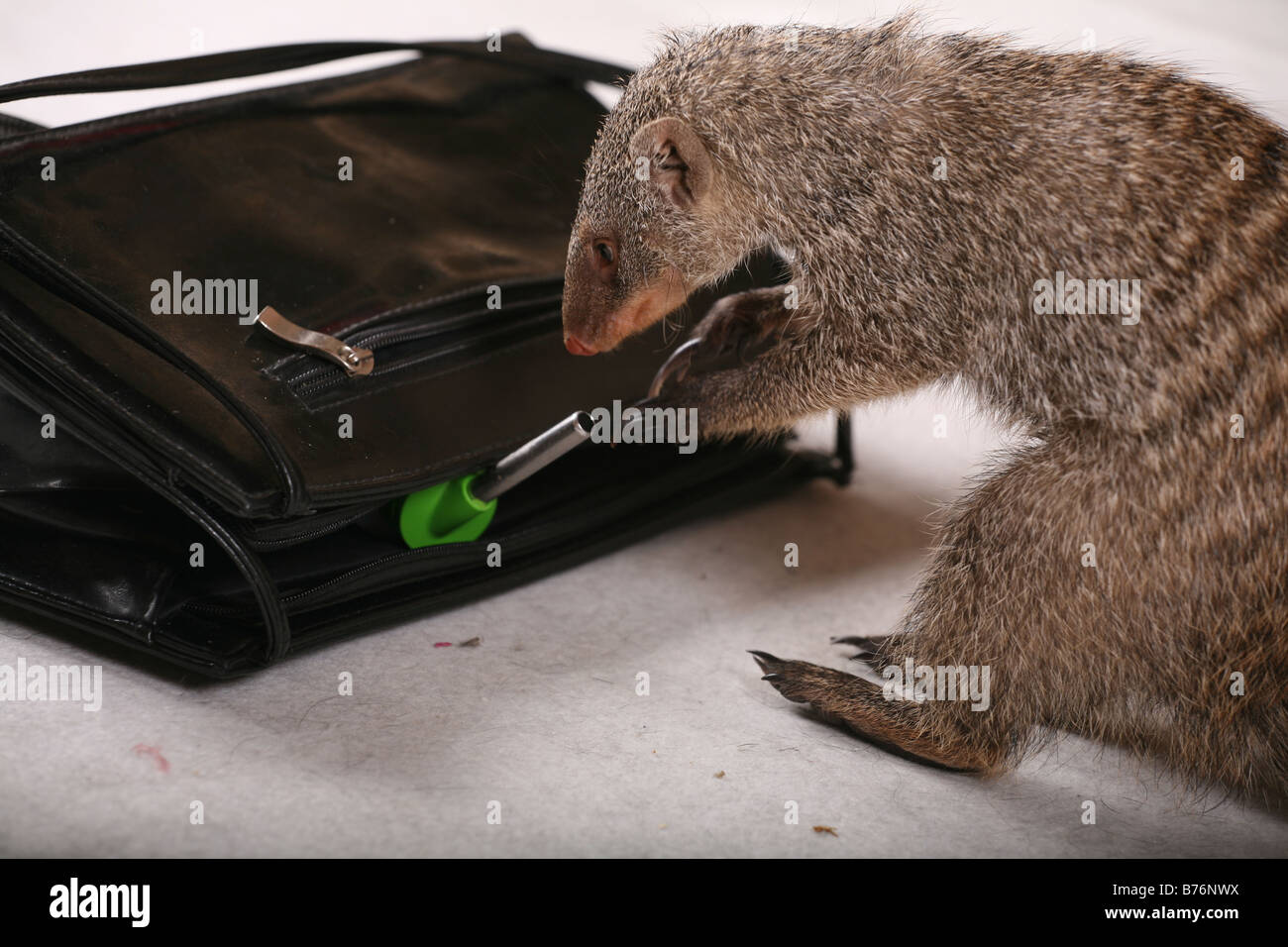 Mongoose and a bag Stock Photo - Alamy
