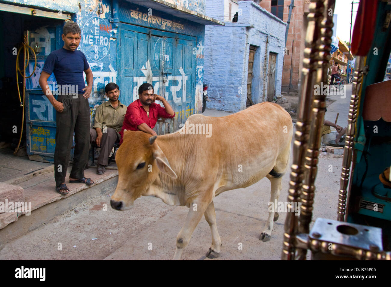 Cow old man hi-res stock photography and images - Alamy