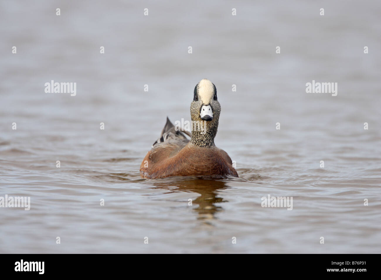 Male drake American Wigeon swimming Stock Photo - Alamy