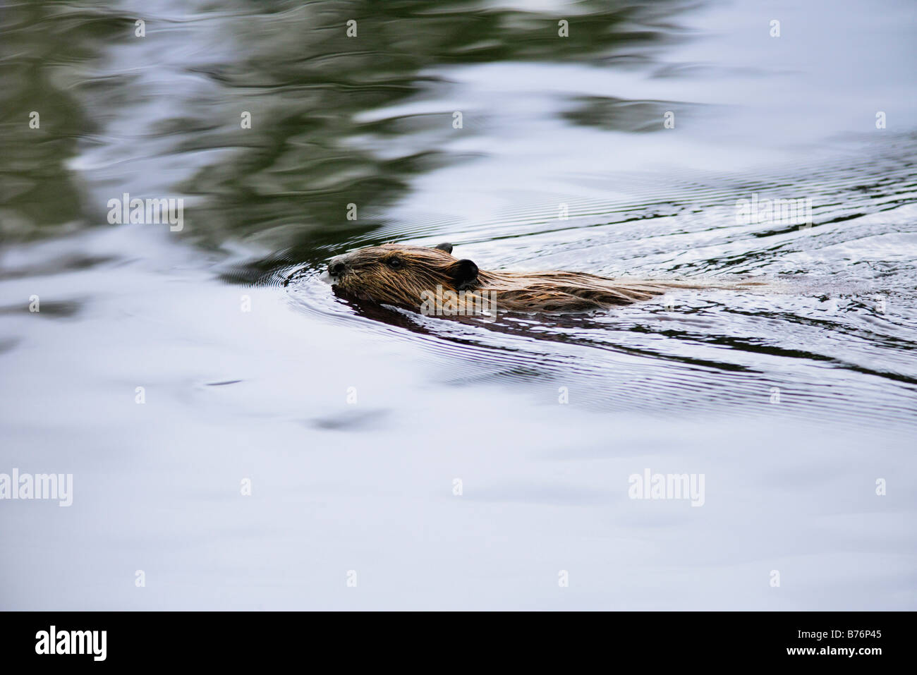 Beavers swimming hi-res stock photography and images - Alamy