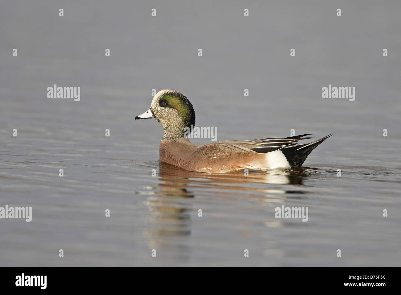 American wigeon swimming hi-res stock photography and images - Alamy