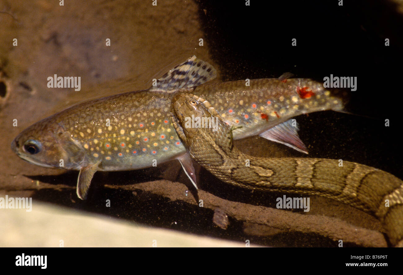 A brown snake feeding on a fish in a mountain creek swimming in the ...