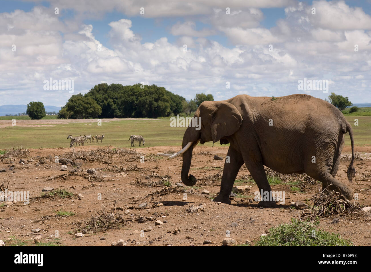 Elephant Amboseli National Park Kenya Stock Photo - Alamy