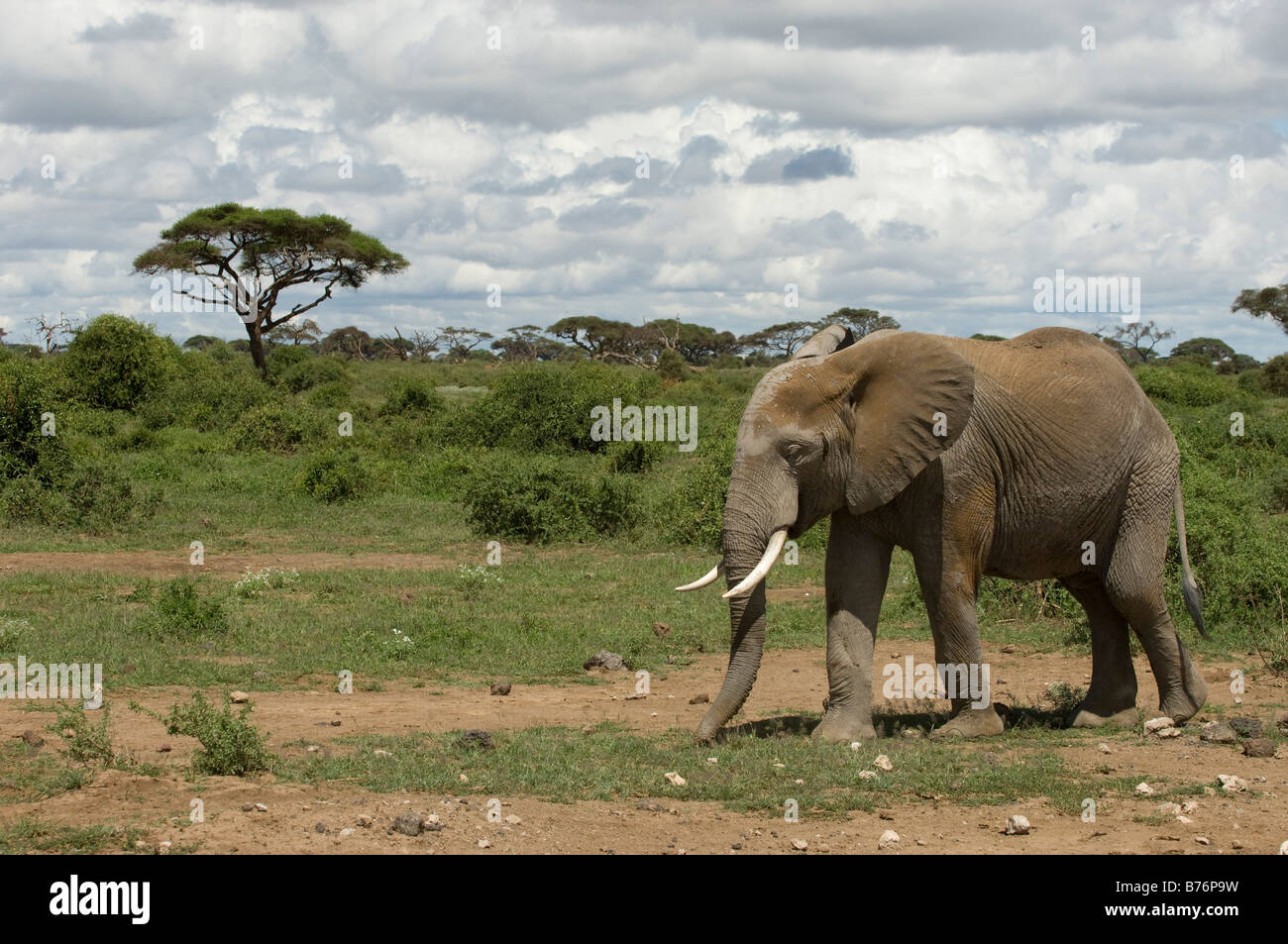 Elephant Amboseli National Park Kenya Stock Photo - Alamy