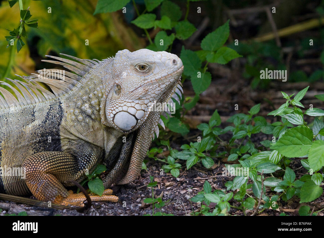 Large adult male Green Iguana (Iguana iguana), Florida, USA Stock Photo ...