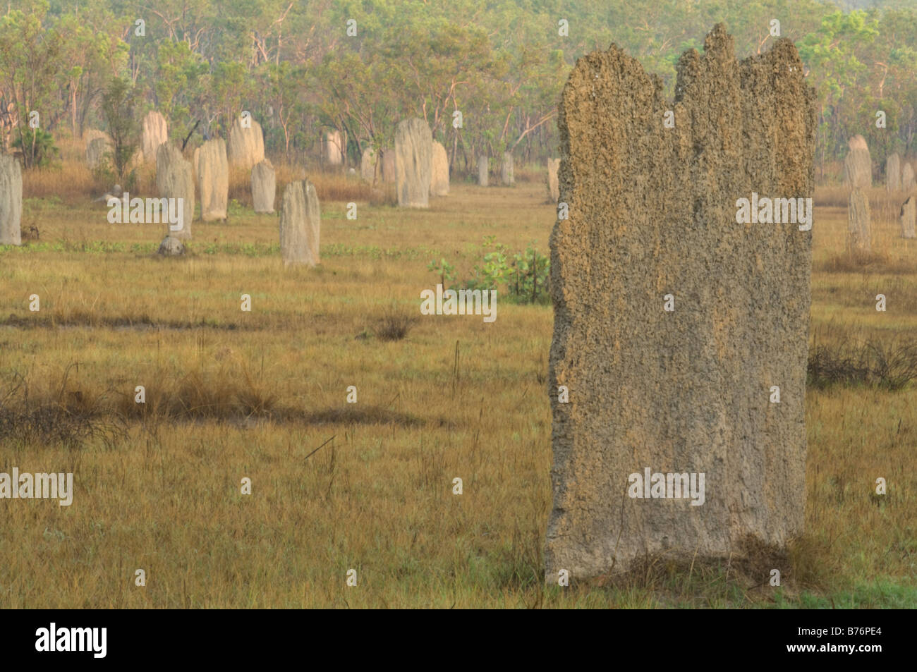 Magnetic termite (Amitermes meridionalis & A. laurensis) mounds North ...