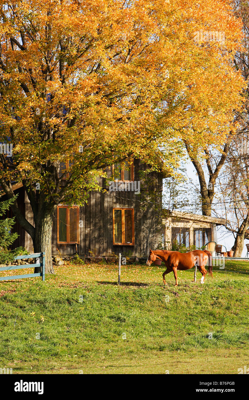 View of horse and house in autumn landscape, Eastern Townships, Quebec ...