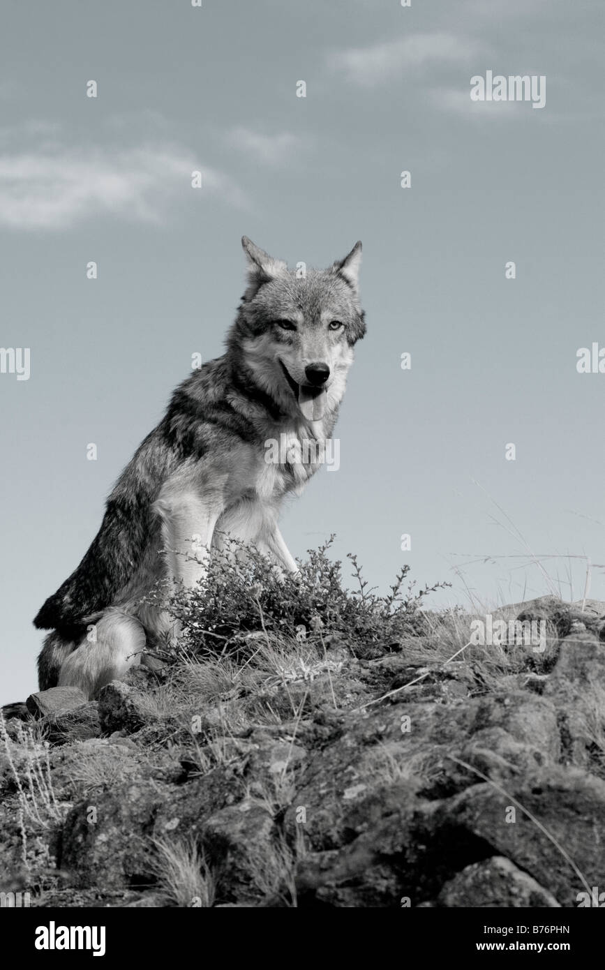 Arty look hi-res stock photography and images - Alamy