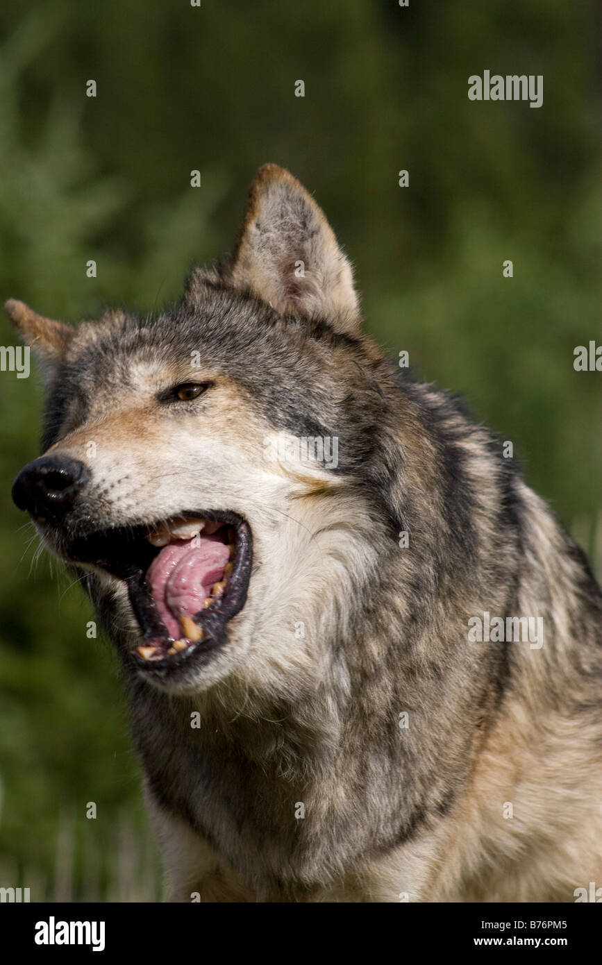 An American Gray Wolf chews on a bone left over from his lunch Stock ...