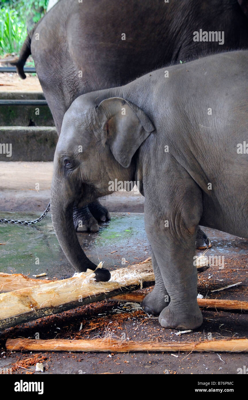 Orphan elephant hi-res stock photography and images - Alamy