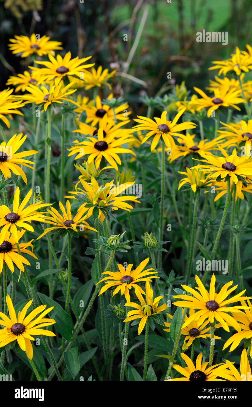 rudbeckia hirta black-eyed susan flower bloom perennial blossom late ...