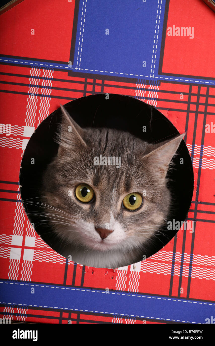 a cat in a red box Stock Photo - Alamy