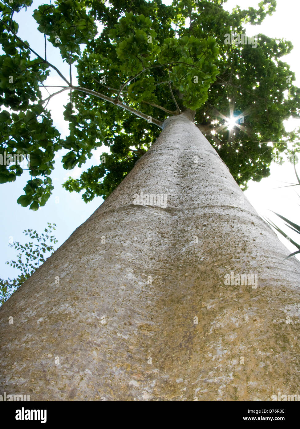 Sunlight breaking through leaves of very tall straight tree Stock Photo ...