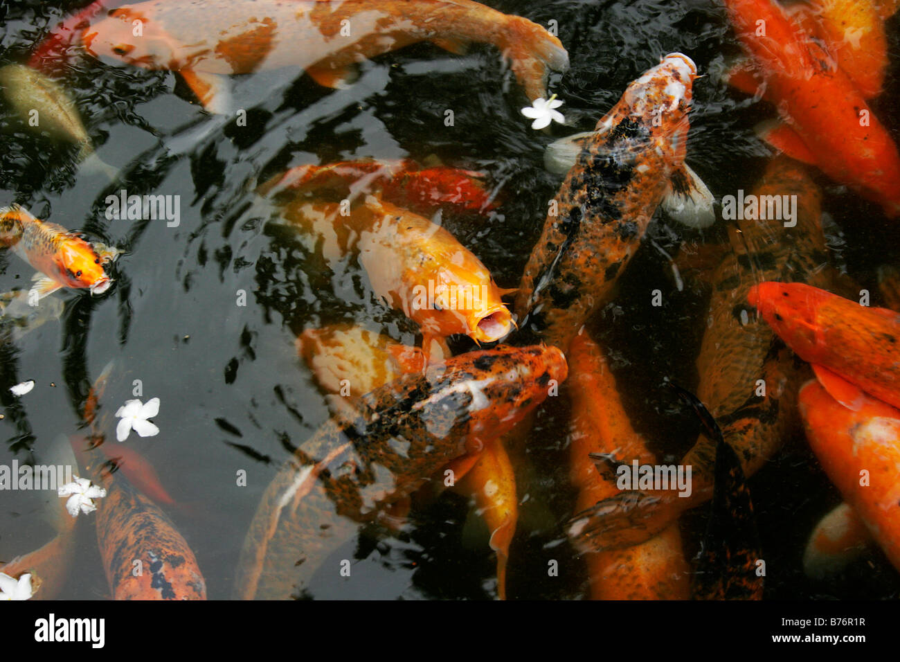 Koi Cyprinus carpio Japanese Carp in a Pond Stock Photo - Alamy