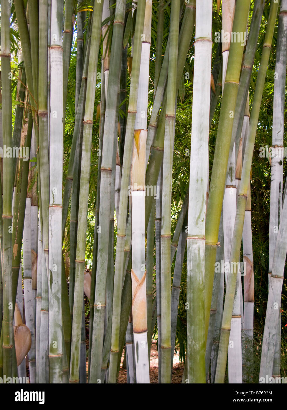 Giant Cane Grass High Resolution Stock Photography and Images - Alamy