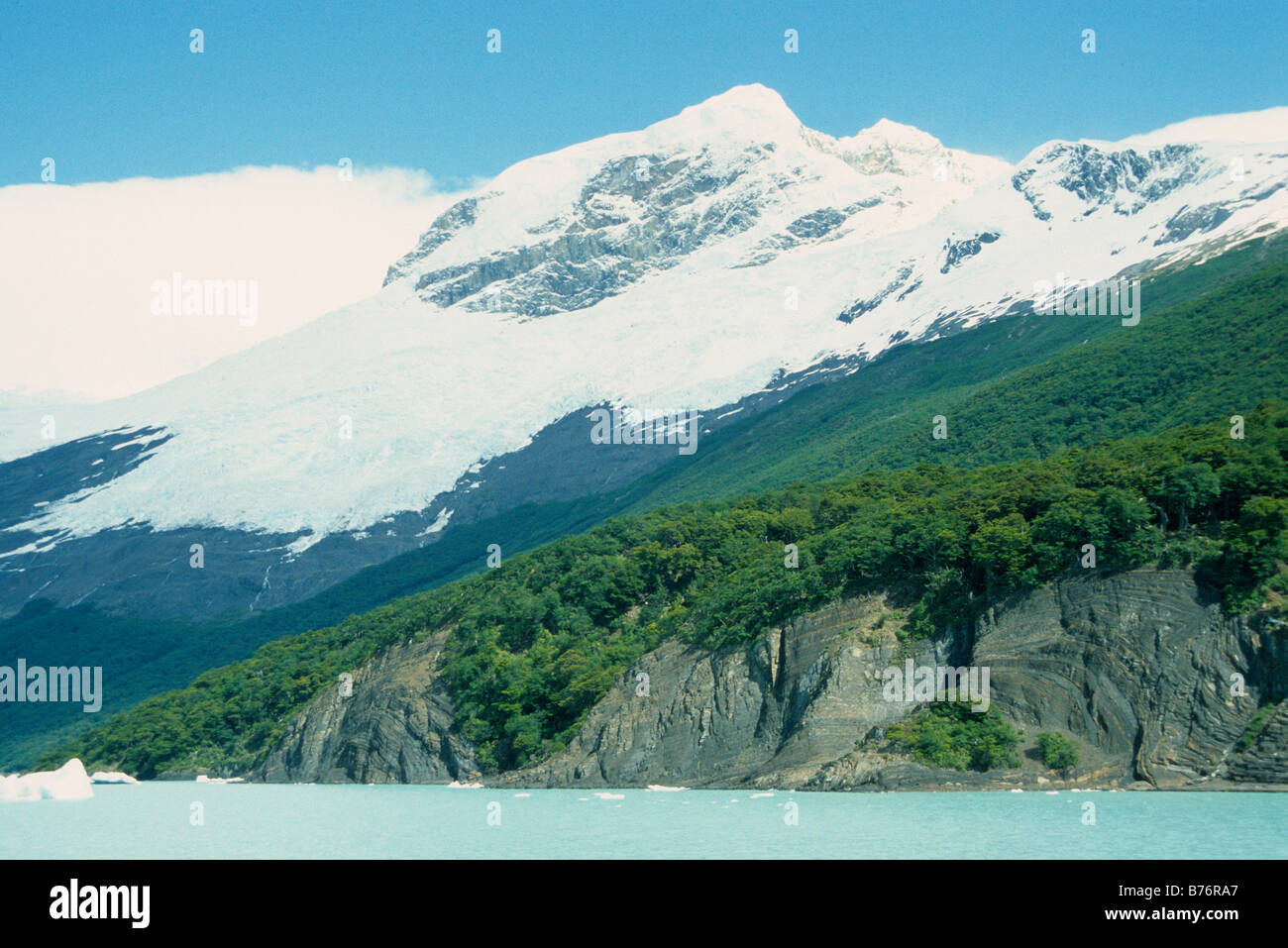 Southern beech trees (Nothofagus), Los Glaciares National Park, Largo ...