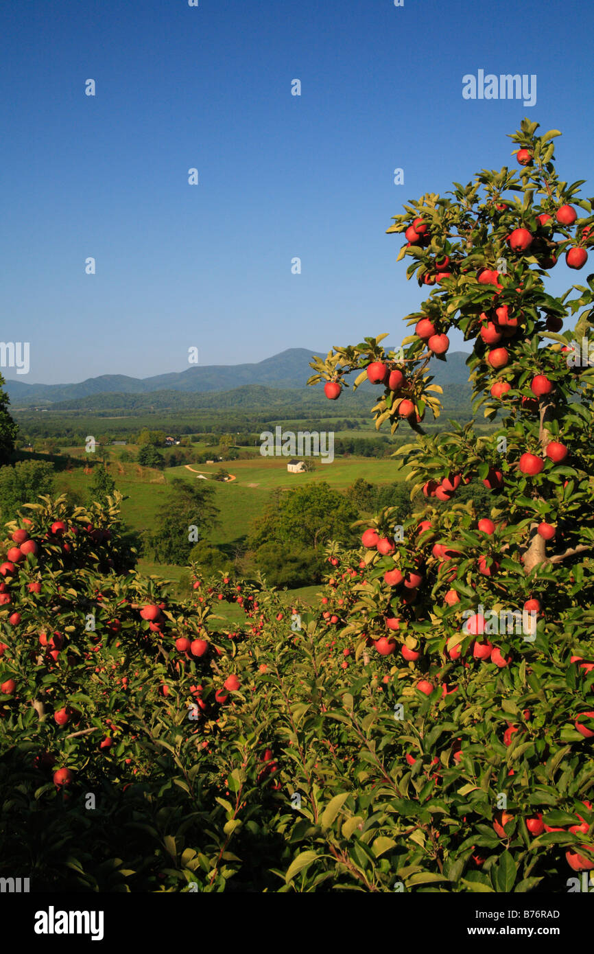 Apple orchard house hi-res stock photography and images - Alamy