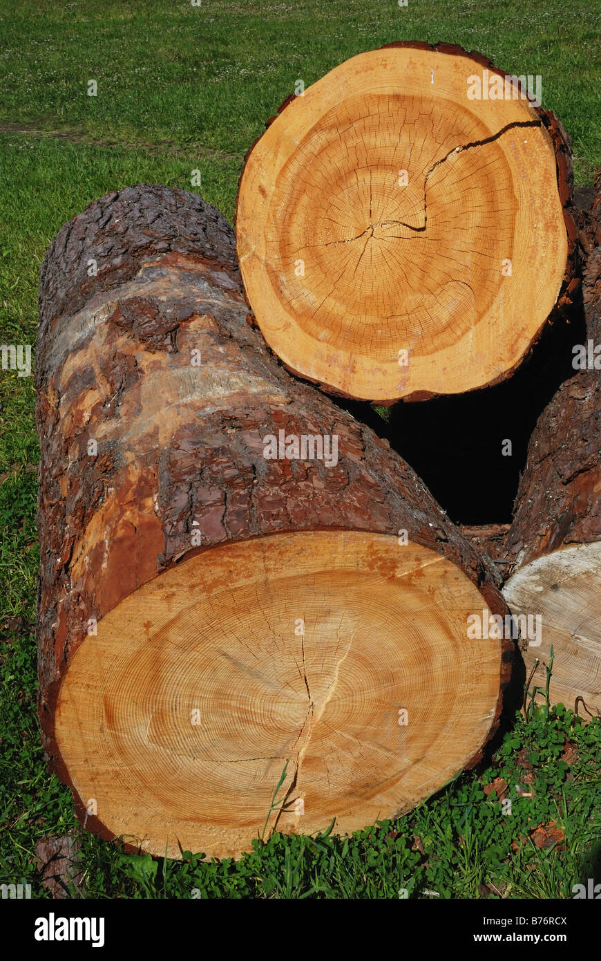 wooden circle with a split cut of the log Stock Photo - Alamy