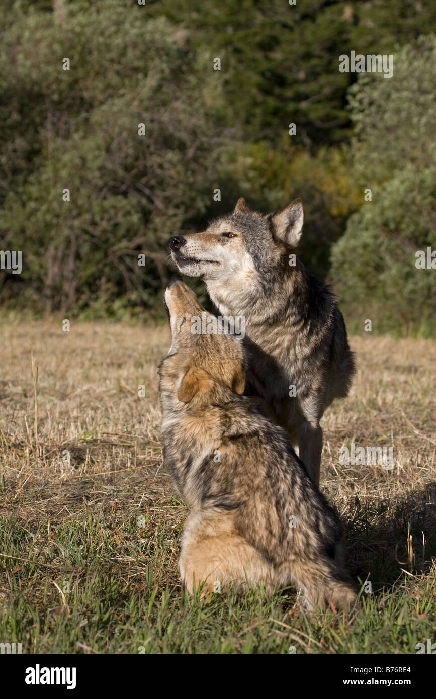 Young Gray Wolf diplays affection for the older adult wolf Stock Photo ...