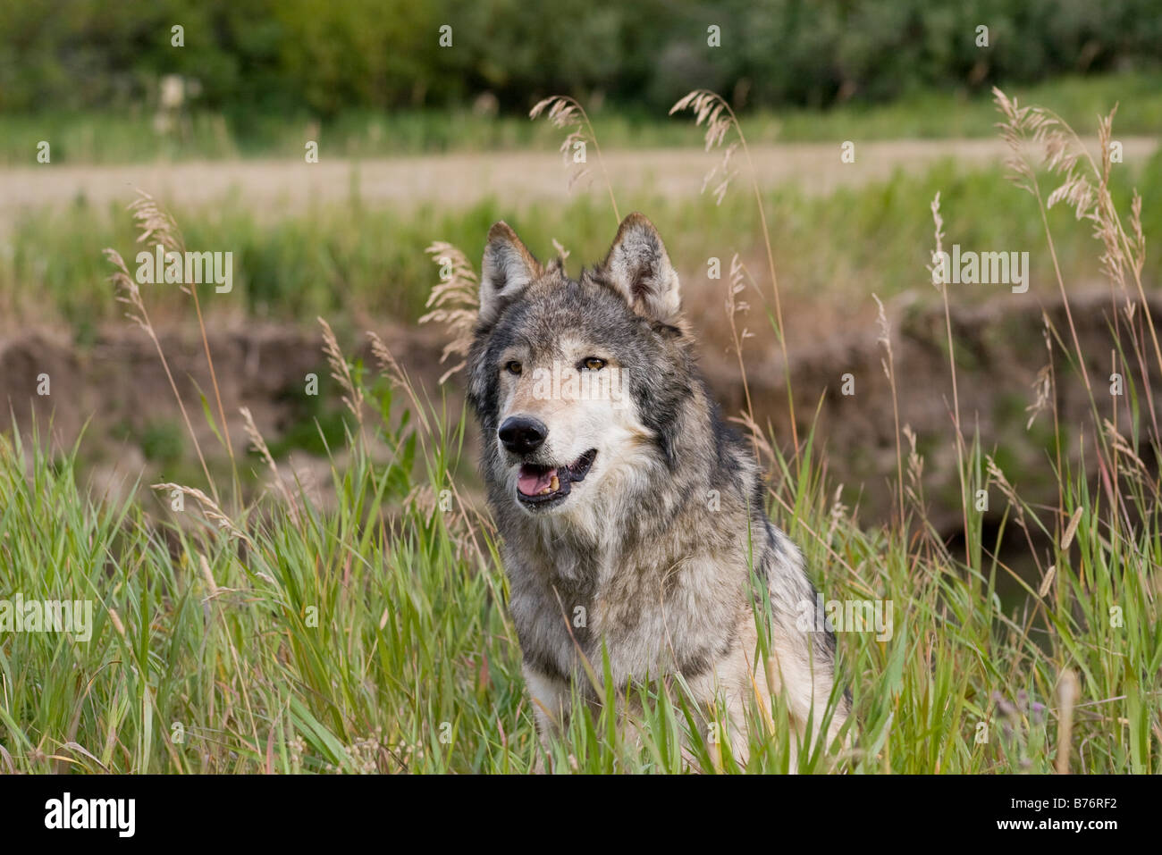 A Gray Wolf looks around the meadows for his pack Stock Photo - Alamy