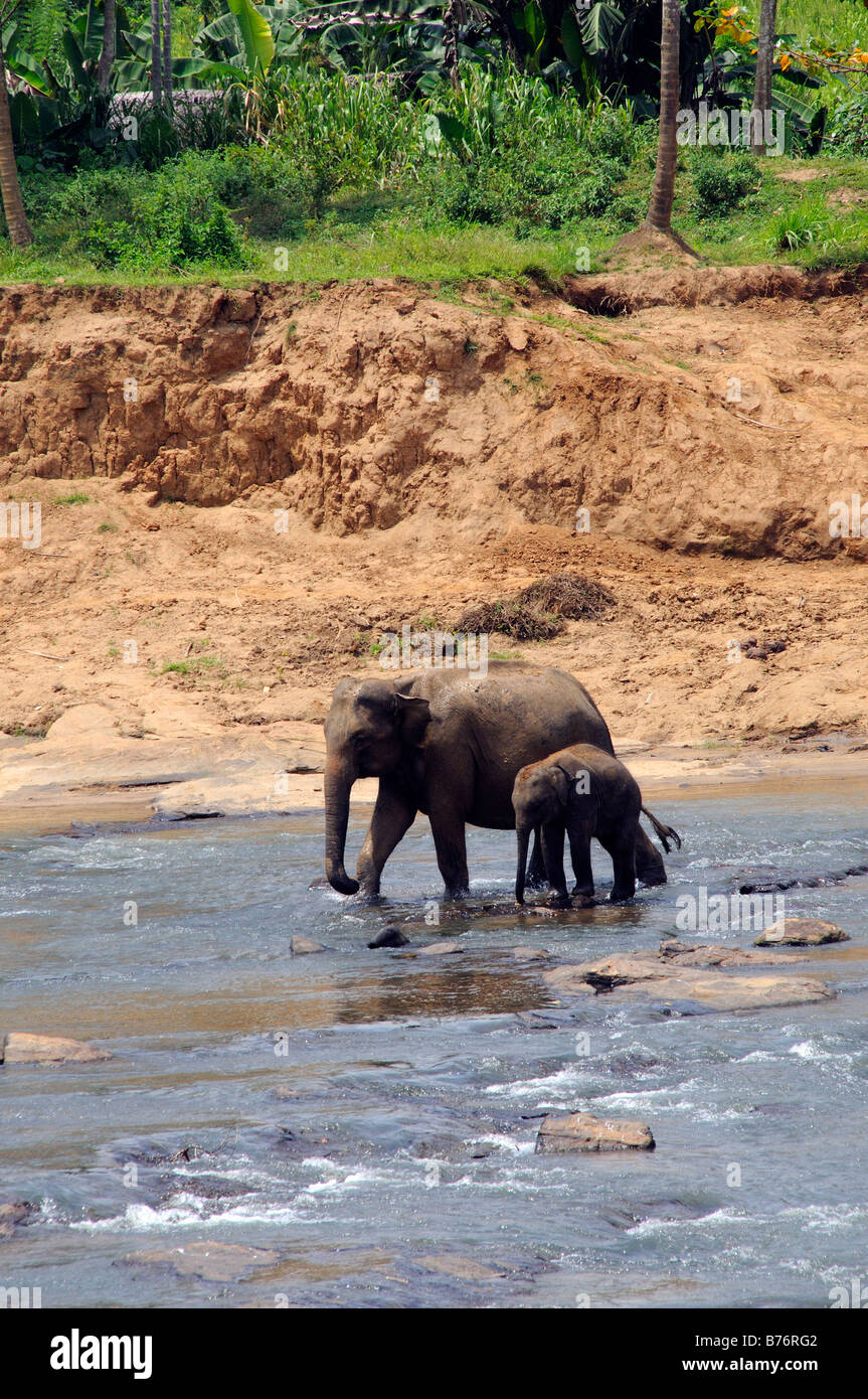 Elephants in River Stock Photo - Alamy