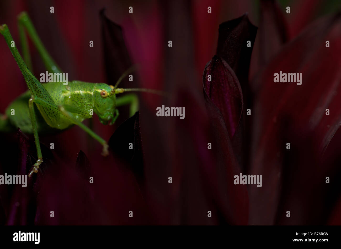 Bright Green Cricket Stock Photos & Bright Green Cricket Stock Images ...