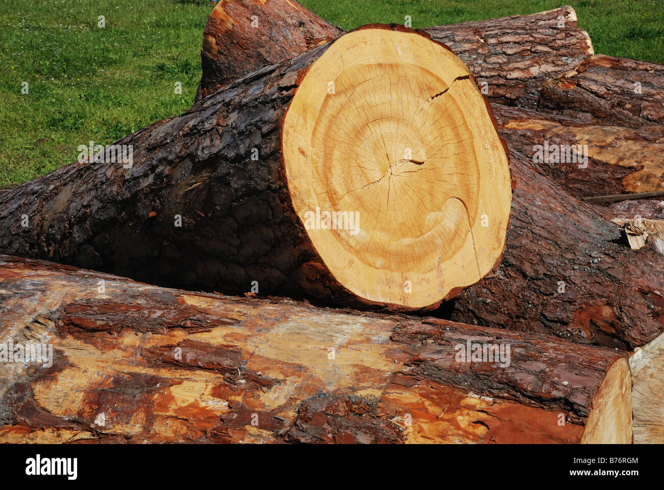 wooden circle with a split cut of the log Stock Photo - Alamy