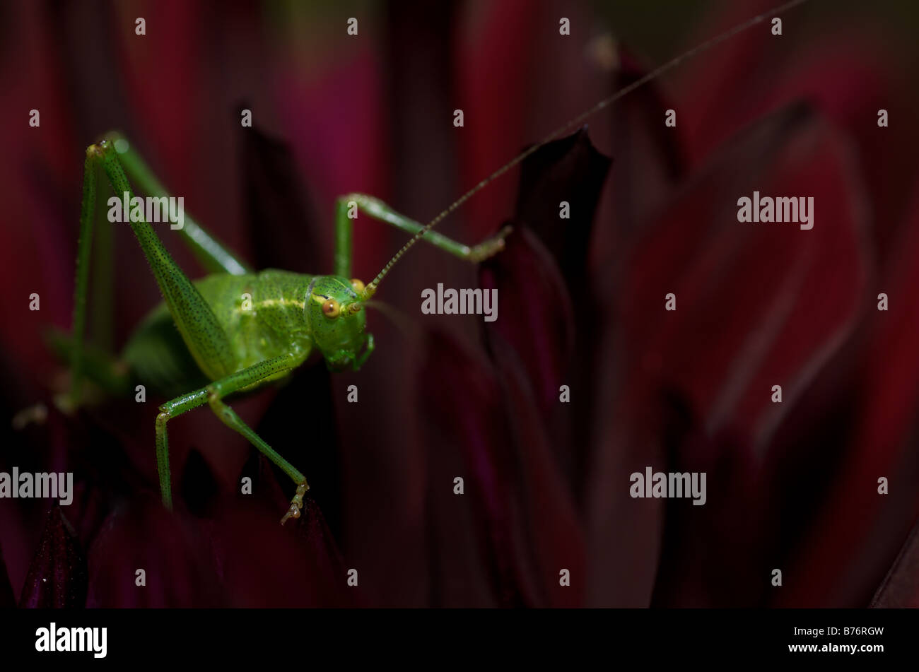A Macro/ Closeup Image Of A Bright Green Cricket (Insect) On A Crimson ...