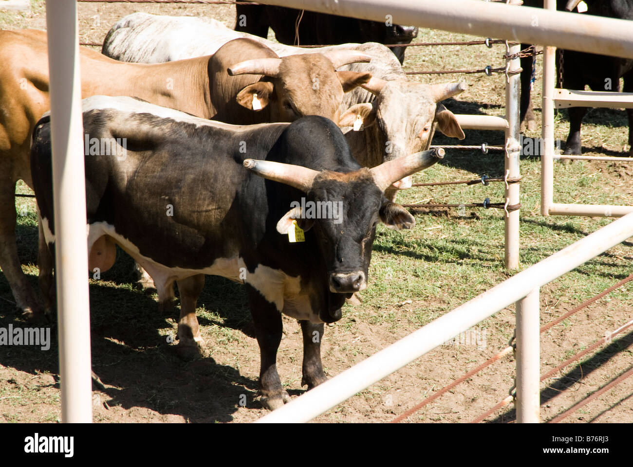 mean looking rodeo bulls in a pen waiting to compete Stock Photo - Alamy