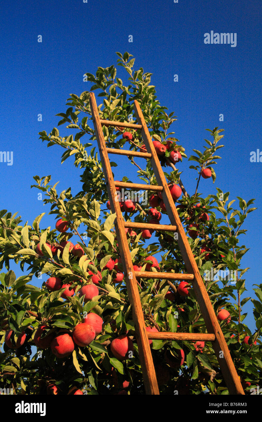 Orchard ladder hi-res stock photography and images - Alamy