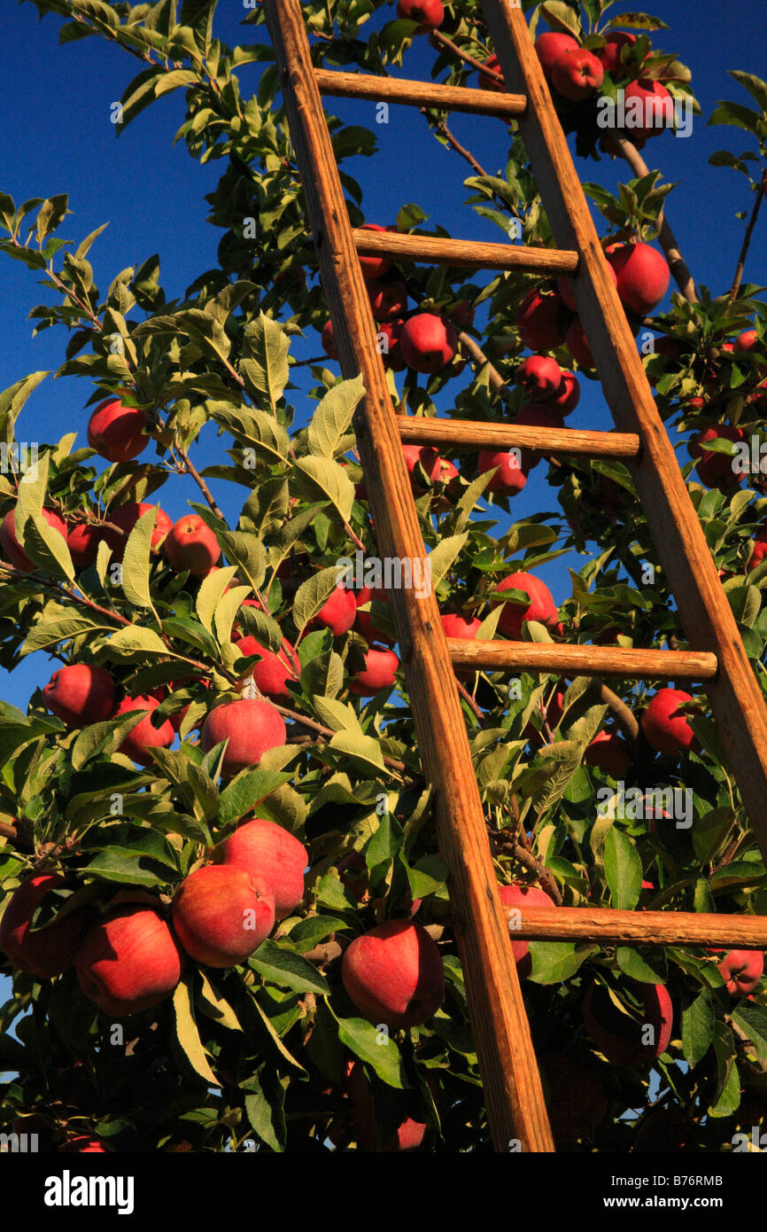 Orchard ladder hi-res stock photography and images - Alamy