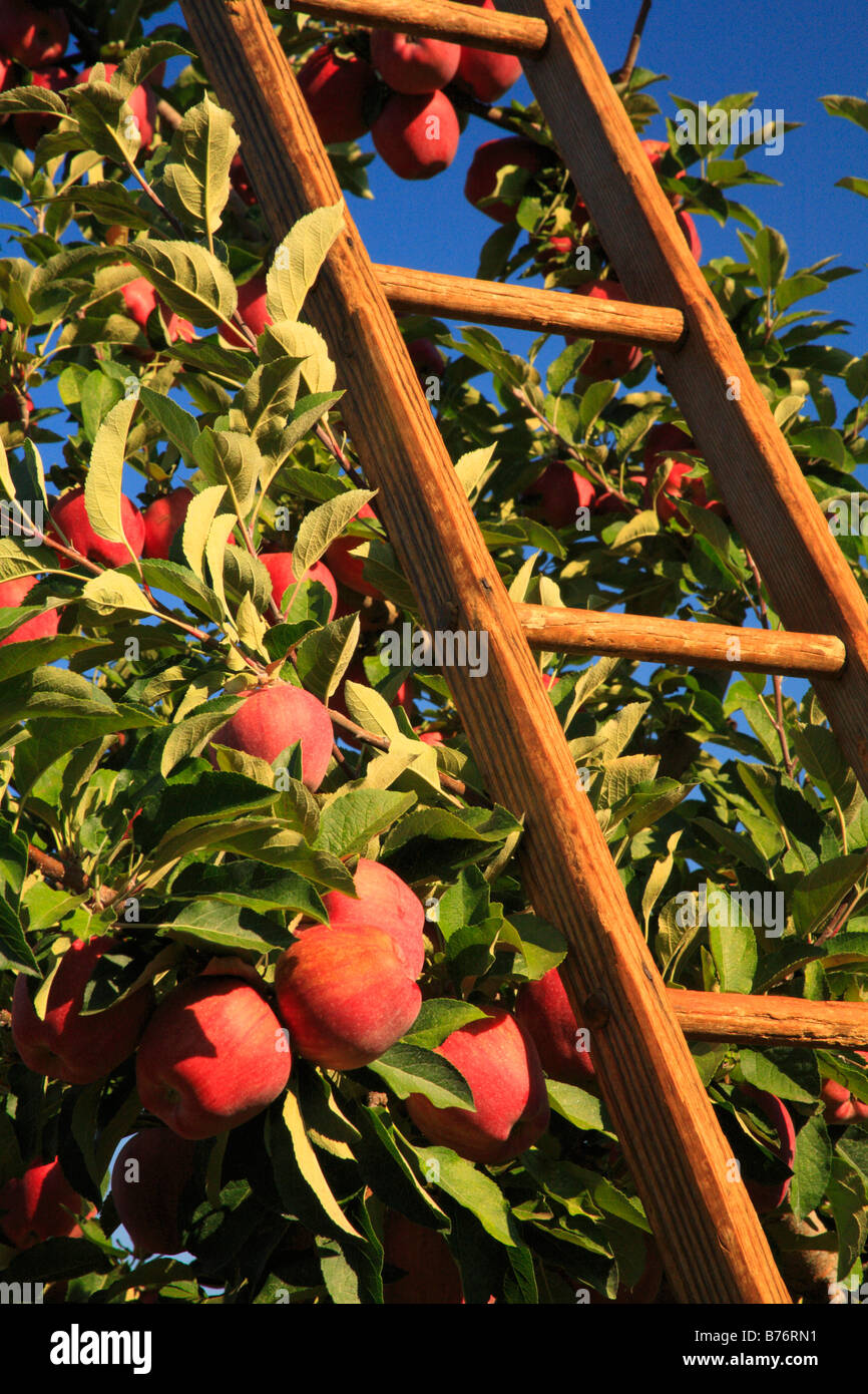 Orchard ladder hi-res stock photography and images - Alamy