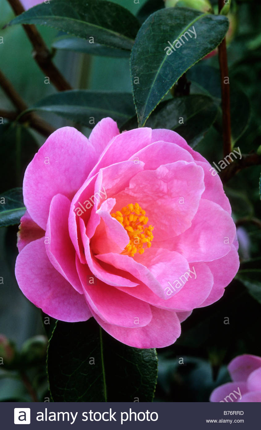Camellia Reticulata Stock Photos & Camellia Reticulata Stock Images - Alamy
